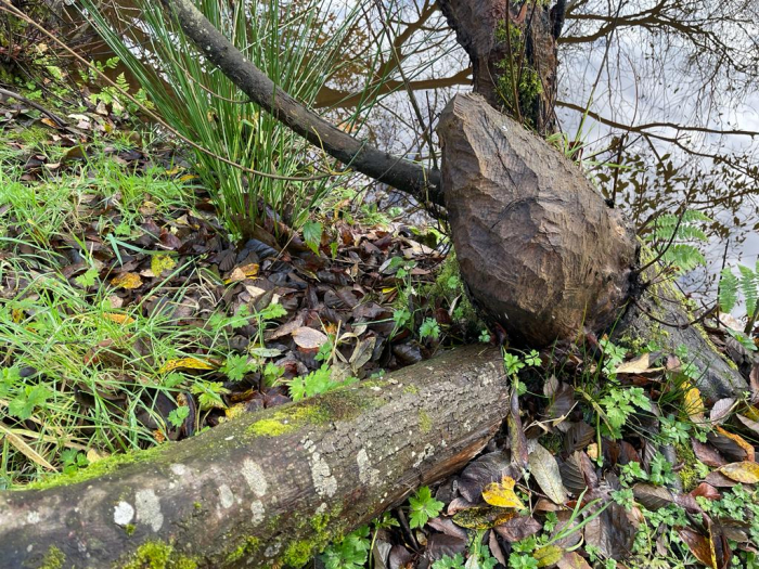 Sandstone Ridge Trust - - Update on our Busy Beavers